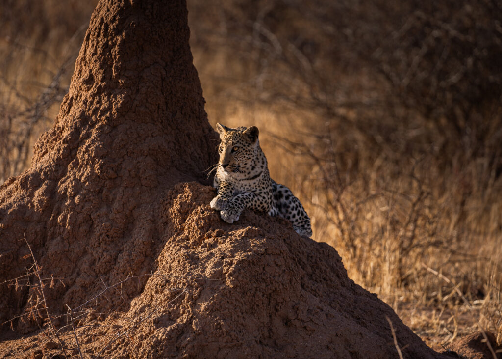 Namibia Nomads